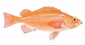 Perch, Atlantic Ocean - Mattes Seafood