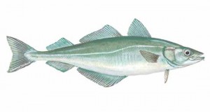 Pollock, Alaska - Mattes Seafood