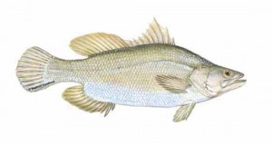 Perch, Lake Victoria - Mattes Seafood