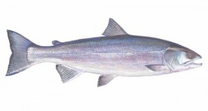 Salmon, Chum - Mattes Seafood